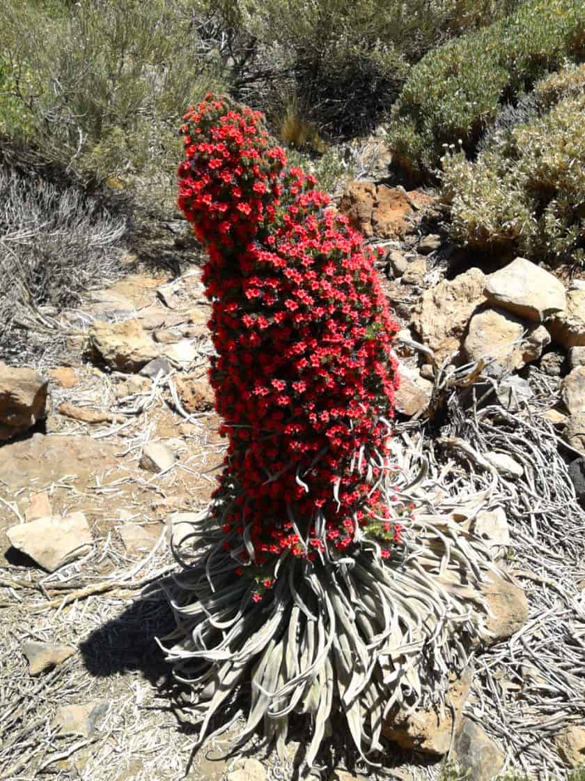 Tajinaste Rojo - the "Flower Power" plant | Always On Board